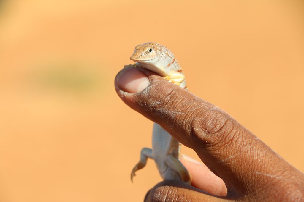 Nature & Oman Animals Trekking Tour in Wahiba Sand and Bedouin Lunch