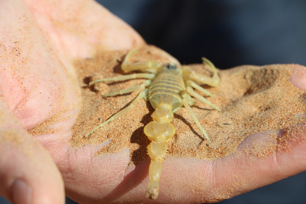 Nature & Oman Animals Trekking Tour in Wahiba Sand and Bedouin Lunch