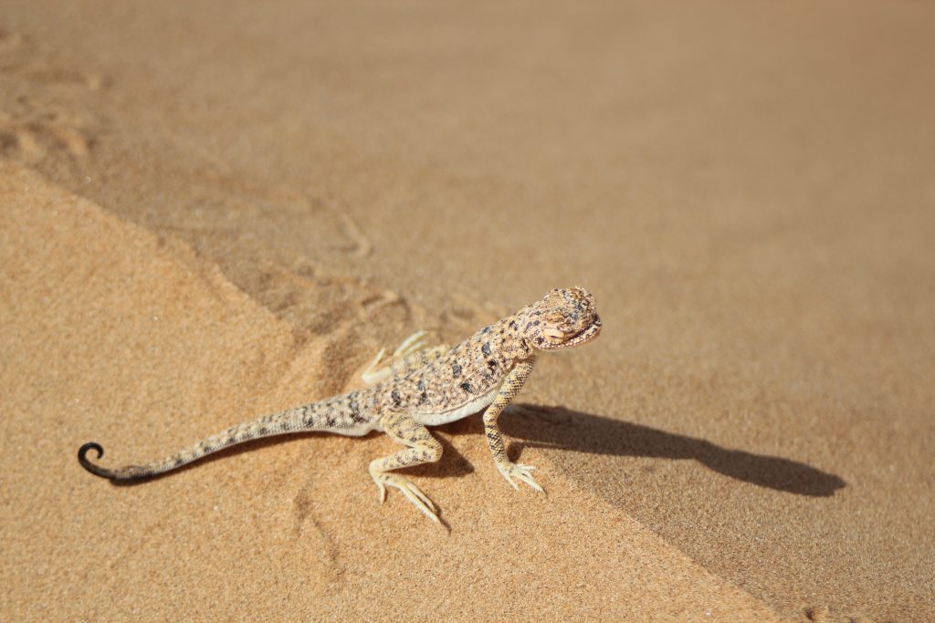 Nature & Oman Animals Trekking Tour in Wahiba Sand and Bedouin Lunch